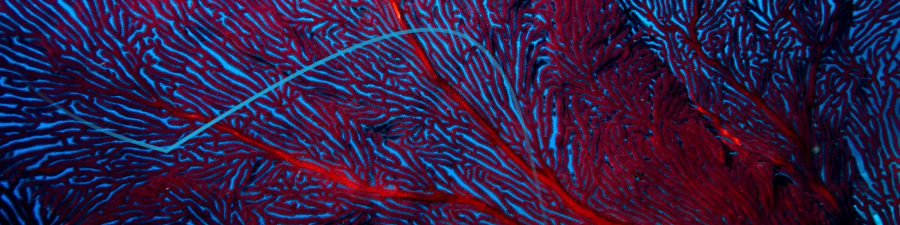 Deep-dive into the fascinating world of data-powered innovation ...