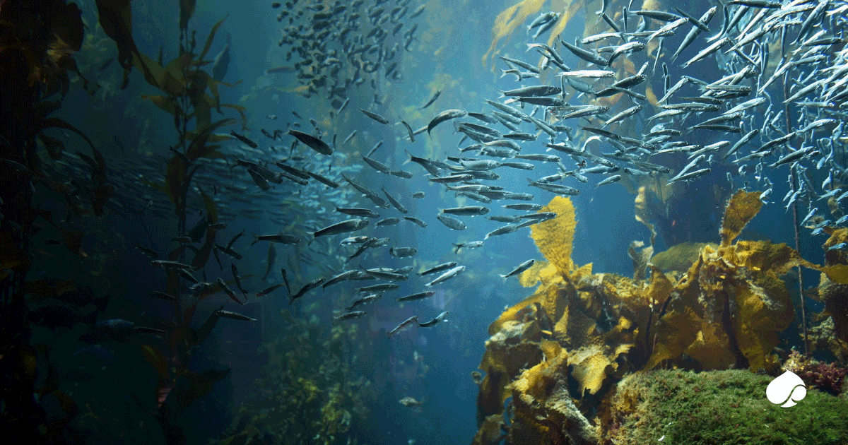 Seeing the invisible: how artificial intelligence senses the ocean’s ...