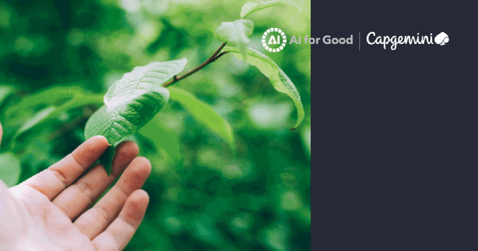 How to safeguard and protect our global forest ecosystems? - Capgemini USA